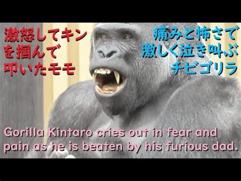 キンタロウ激怒した父が怖くて痛くて大声で泣きわめくモモタロウに叩かれるチビニシゴリラ京都市動物園 2024 10 13公開