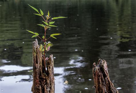 Tree Trunk Plant Drove Free Photo On Pixabay