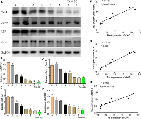The Relationship Between Cx43 And Osteogenic Differentiation Marker In
