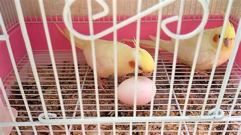 Cockatiel Tries To Incubate Hens Egg Youtube
