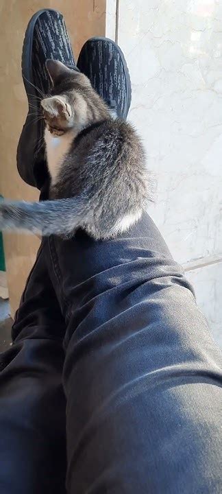 Play🤷‍♂️😅🐈 القططالصغيرة القططالمضحكة Cat Europe Youtube