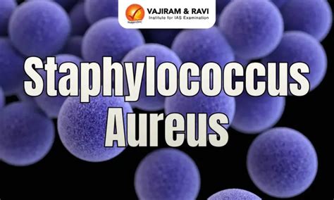 Staphylococcus Aureus Causes Treatment Latest News