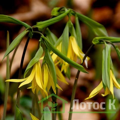 Увулярия крупноцветковая (Uvularia grandiflora)