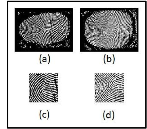 Figure 1 From Classification Of Fingerprint Images Into Individual Classes Using Neural Networks