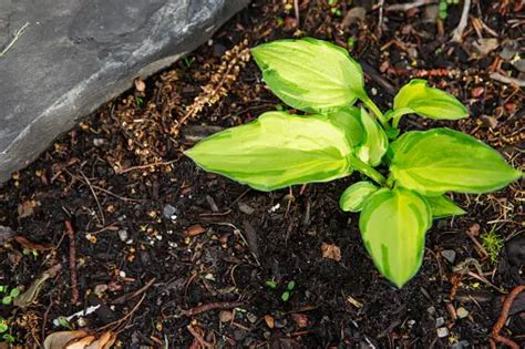 Hosta Pictures Download Free Images On Unsplash