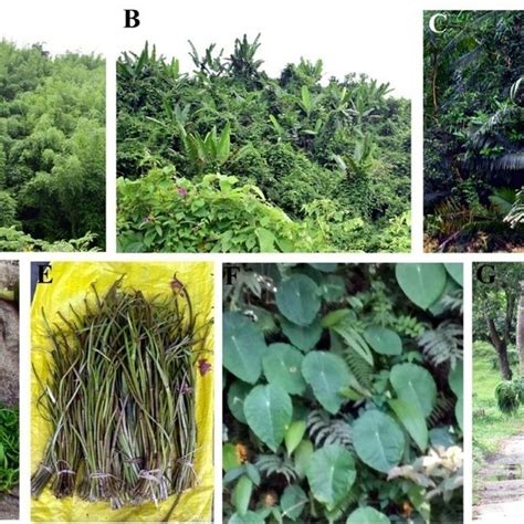 Pdf Importance Of Non Timber Forest Products Ntfps In Rural