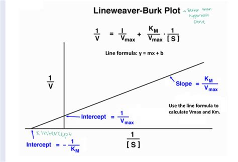 Enzyme Flashcards Quizlet
