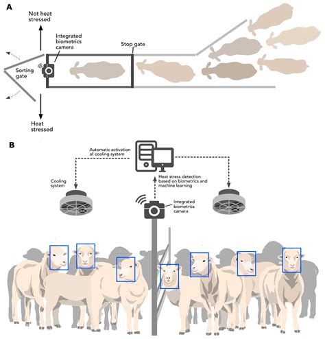 sheep detection