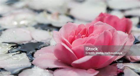 ピンクのバラの花とドロップとぼやけた光の背景と白い花びら水祭りやスパの場合 しずくのストックフォトや画像を多数ご用意 しずく