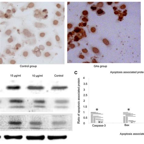 Apoptosis And Its Associated Proteins Expression Levels In Hepg2 Cells