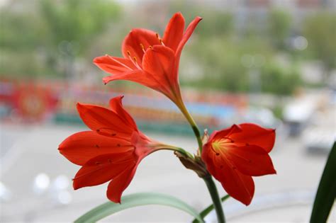 Валлота прекрасная – любимый комнатный цветок