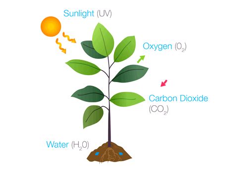 How Does Plants Absorb Carbon Dioxide At Judy Loflin Blog