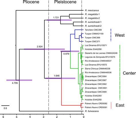 Divergence Time Tree For Reithrodontomys Chrysopsis Obtained By