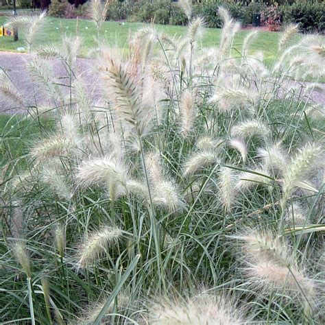 Pennisetum Villosum