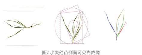 不同胁迫条件下小麦幼苗表型分析 上海农科院andagripheno长三角表型技术示范中心