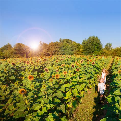Fall Festivals 25 Ways To Celebrate Fall Fun In 417 Land