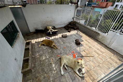 Las fotos de la familia que vive con tres leones en Ciudad de México y