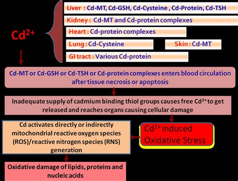 Effects Of Cadmium Induced Oxidative Stress Lead The Most Significant