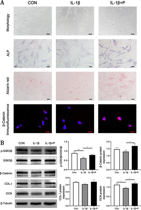 A Morphology And Staining Of Mc3t3 E1 Cells In Each Group Scale Bars