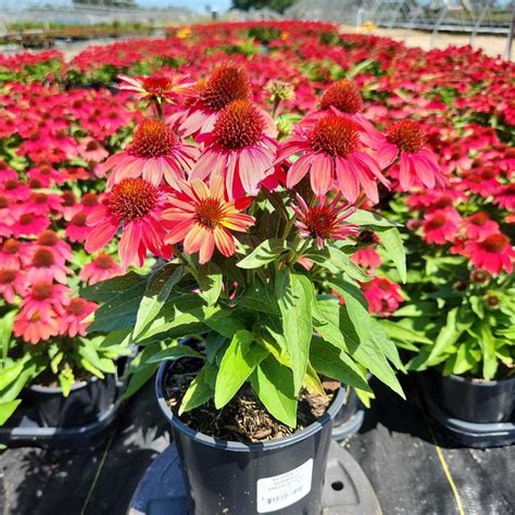 Vintage Ruby Coneflower Plant Addicts