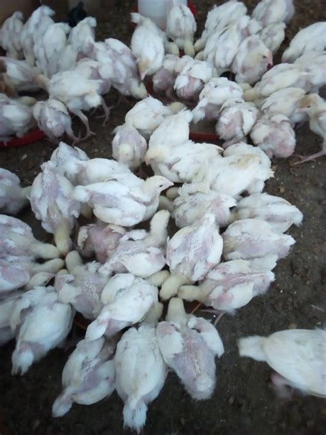 4 Weeks Old Broilers Are Sale In Ibadan Agriculture Nigeria