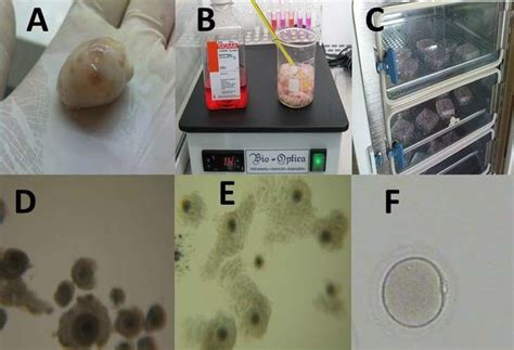 Ovaries Collection Oocytes Collection And Ivm Procedures A An Awassi