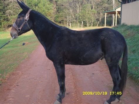 Mules Sold