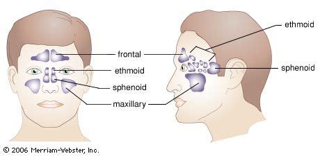 Paranasal Sinuses Location And Nasal Cavity Structure Off