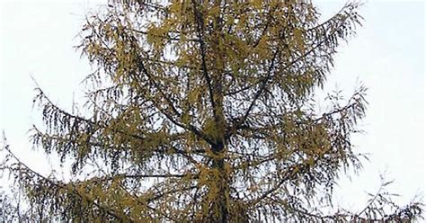 How To Recognise Different Types Of Trees From Quite A Long Way Away