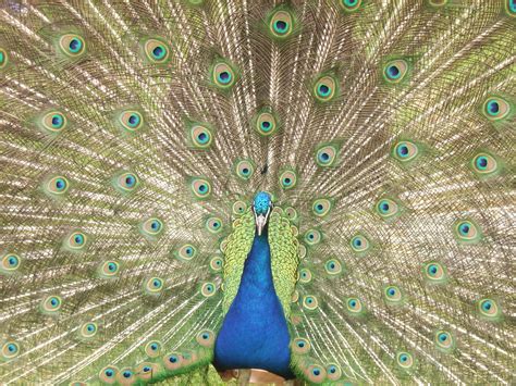 Peacock Displaying Its Tail Free Image Download