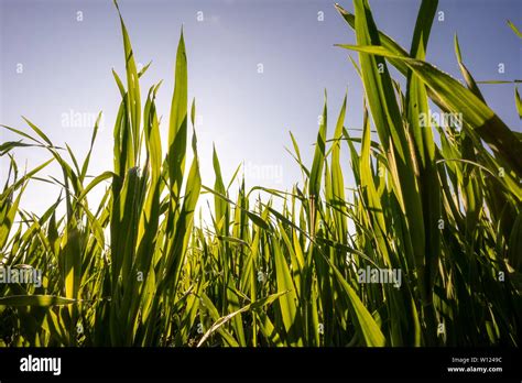 Green Summer Grass Bottom View On Sky And Sun Morning Dew On Grass At