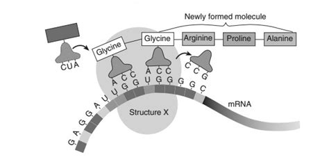 The Process Shown In The Diagram Is 1cellular Respiration 2