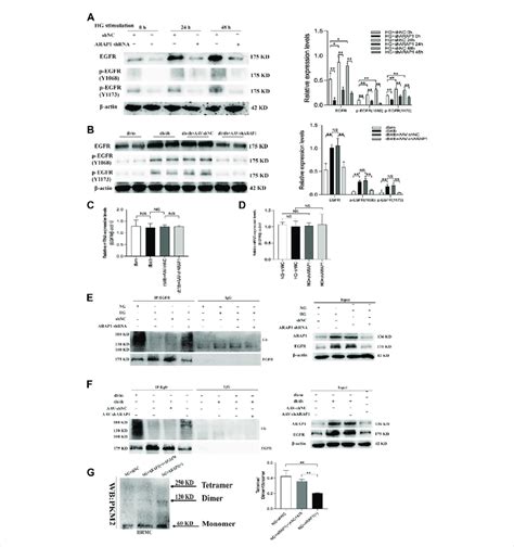 Arap1 Regulates Dimeric And Tetrameric Pkm2 Expression By Reducing Egfr Download Scientific