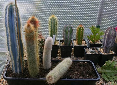 Cacti Propagation Coach House Cacti