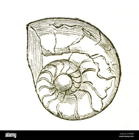 Shell Of An Extinct Ammonoid Cephalopod Goniatites Evolutus That