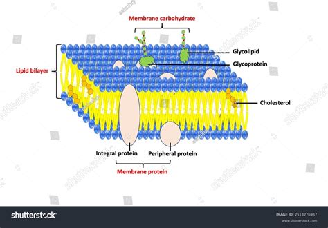 Plasma Membrane Consists Lipid Bilayer Membrane Stock Illustration 2513276967 Shutterstock