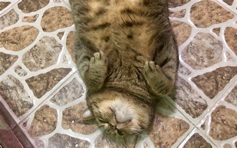 猫咪不爱喝水怎么办？看肥弟的日常找答案！哔哩哔哩bilibili
