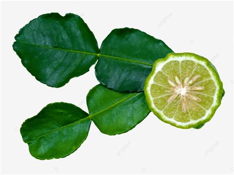Kaffir Lime On White Background Lemon Ancient Beautiful Asian Png