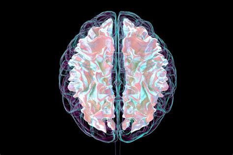 Human Brain With Highlighted White Matter 3d Illustration Stock