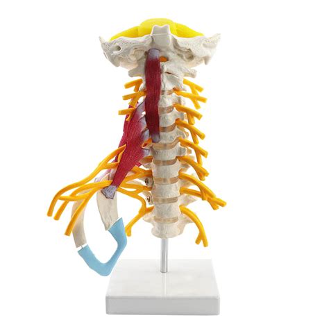 11 수명 크기 인간 경추 해부학 모델 신경 해부학 의료 과학 연구 교육 도구 도매 직송 학교 및 교육 용품