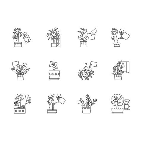 50 Neanthe Bella Palm Stockillustraties Royalty Free Vector