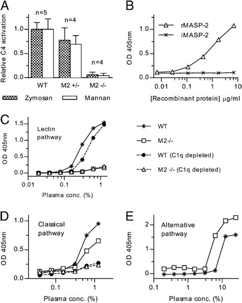 Masp 2 Is Essential For Lectin Pathway Functional Activity A Lectin Download Scientific