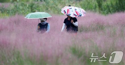 가을비와 핑크뮬리