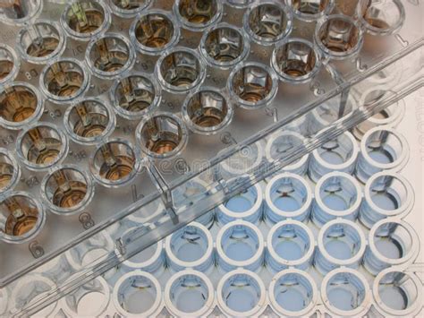 Sample Plate 9 Stock Image Image Of Circles Equipment 1417903