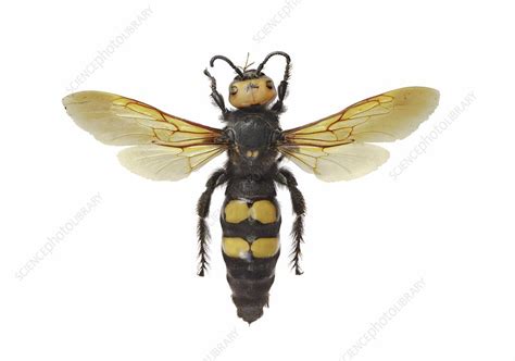Mammoth Wasp Stock Image C016 2195 Science Photo Library