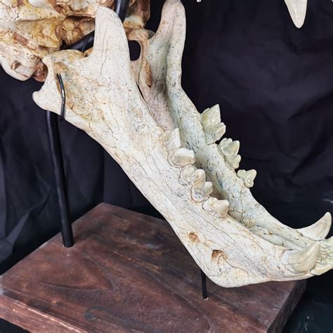 Fossilien Company 化石夢工場
