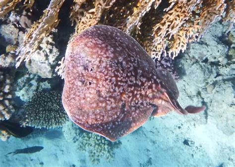 Leopard Torpedo Facts Diet Habitat And Pictures On Animaliabio