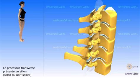 La Vertèbre Cervicale La Colonne Cervicale Vidéo Sonorisée Youtube