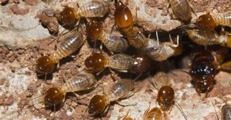 Termitai Išsamiai Delfilt