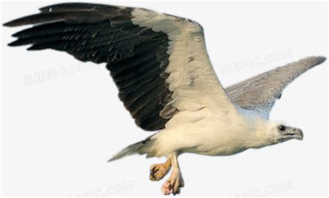 雕图片免费下载png素材编号1l0ixd44j图精灵